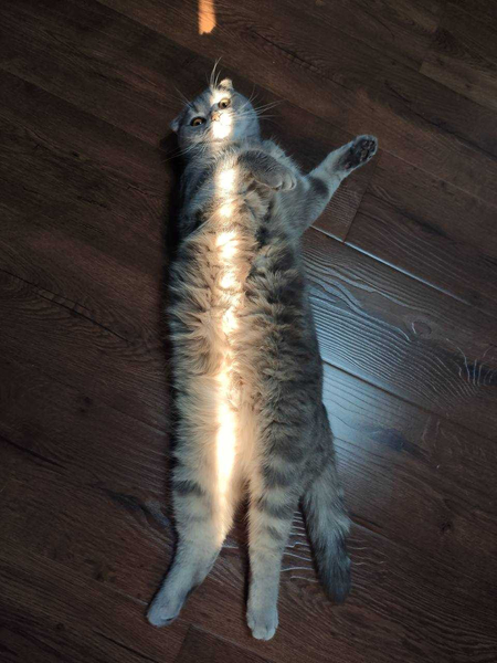 Кот Скоттиш Фолд