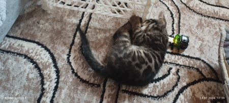 Бенгальский котёнок девочка