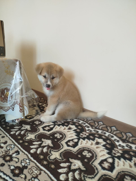 Toza zotlik Akita Inu