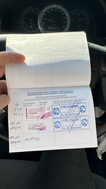 Продам кошку Скоттиш фолд.