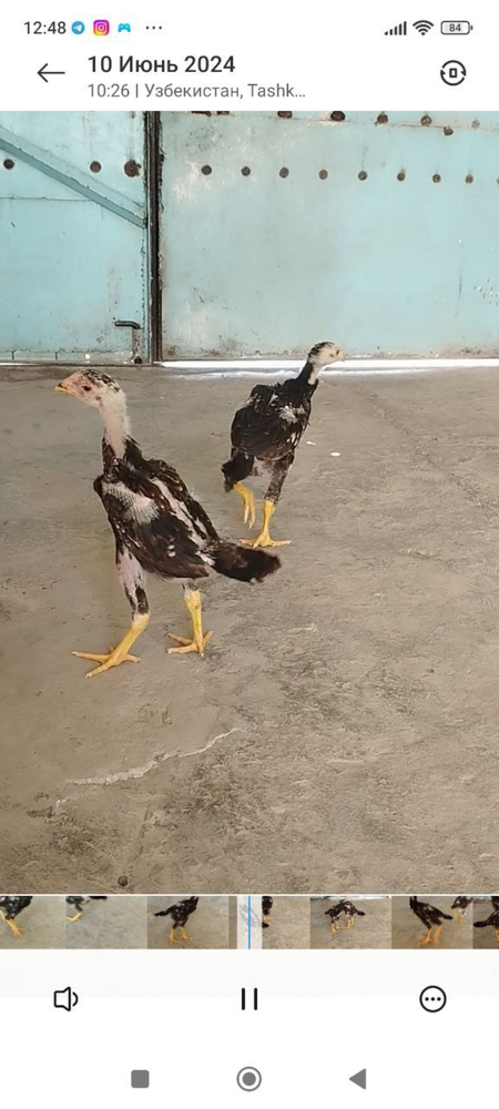Jojala sotiladi harxil oyda chiqgan