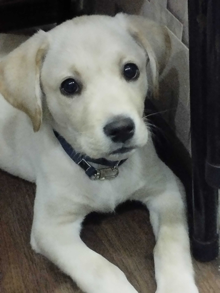 Labrador retriever Лабрадор
