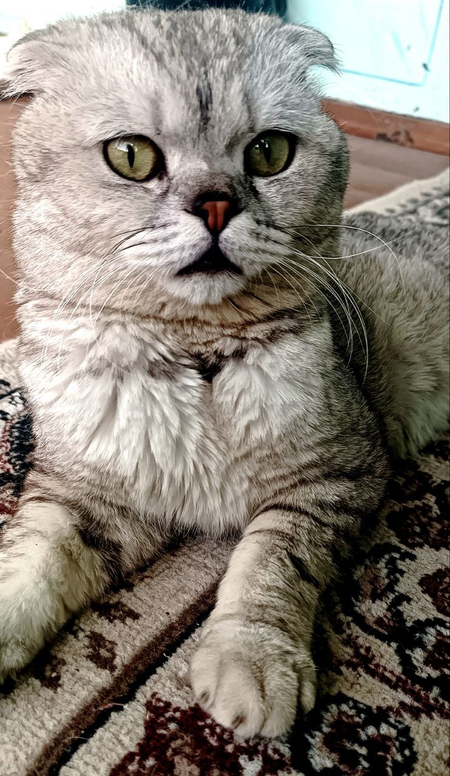 Vyaskaga qabuk qilamiz
