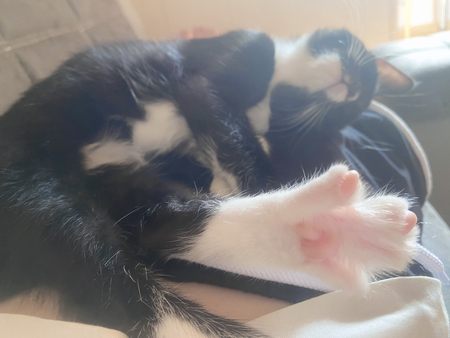 котенок в добрые руки. девочка