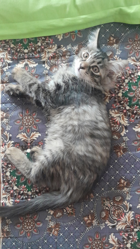 Сибирский котенок 2,5 месяца