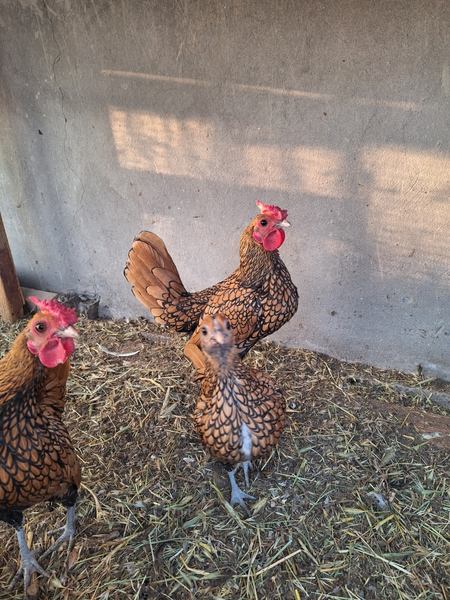 Yosh Sbiyrat xoʻroz sotiladi