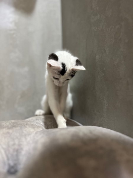 Котёнок Отдаём Даром