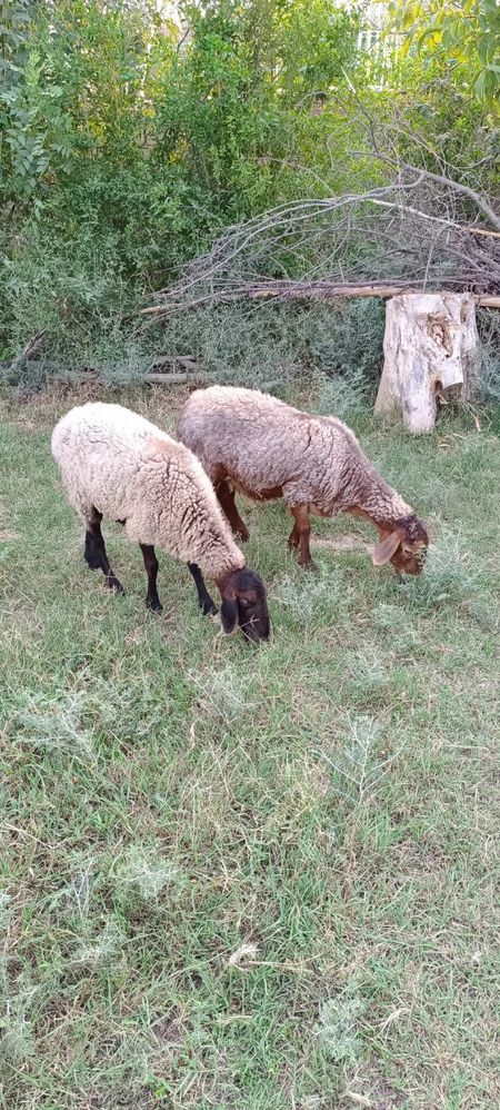 Qõylar sotiladi Qarshi