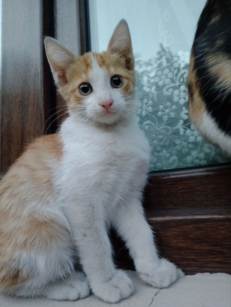 Бесплатно. Котята в хорошие руки