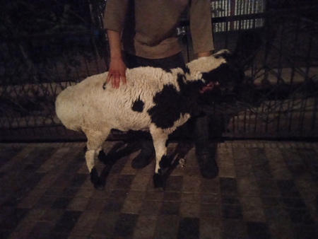 Qochqorlar sotiladi aqiqaga