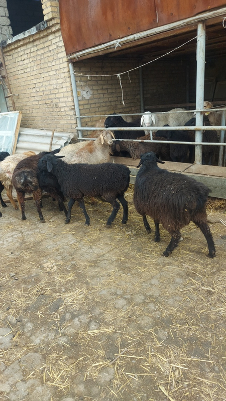 Yoshiga tolgan qozi qochqorlar sotiladi soni 8 ta sfati alo