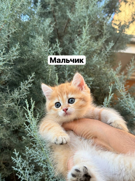 Кошка британская шиншила