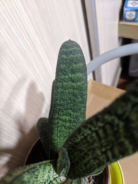 Gasteria batesiana