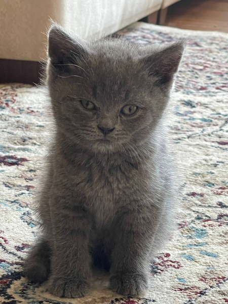 Скотиш Фолд,скотиш страйк