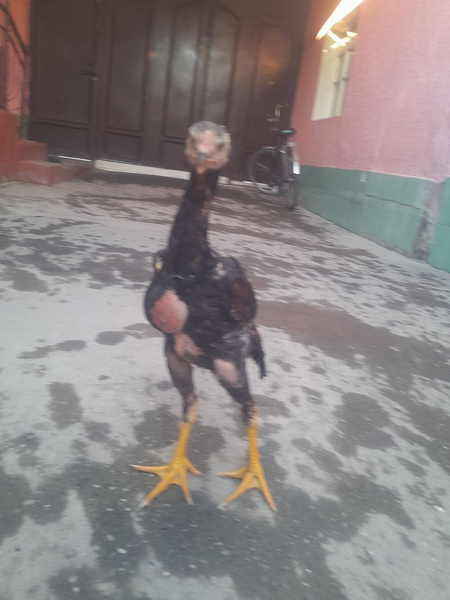 Зотдор дакенлар.