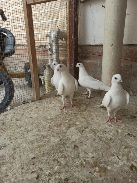 Продаются Бакинские Голуби