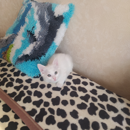 Продам белую кошечку