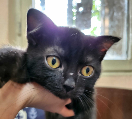 Отдам домашних котят в хорошие руки