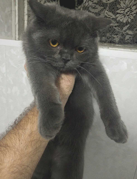 Котенок( мальчик)  Британец короткошерстный