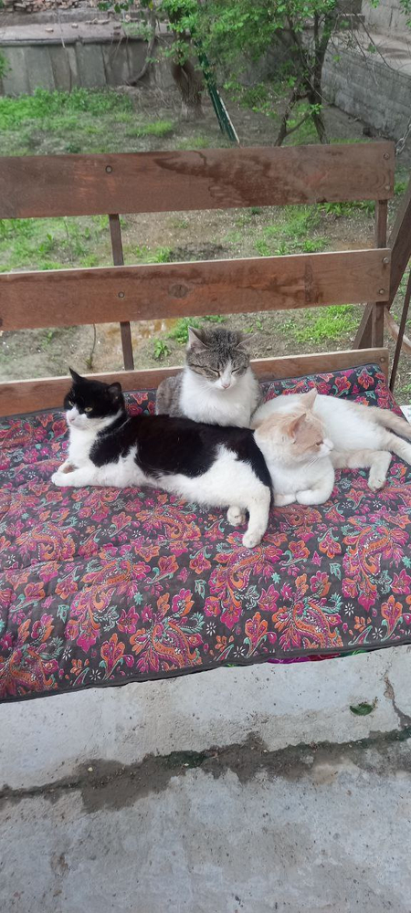 Отдам котиков в добрые руки бесплатно .