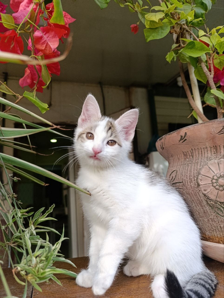 Отдается котёнок