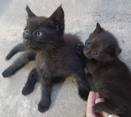 КОТЯТА Бесплатно