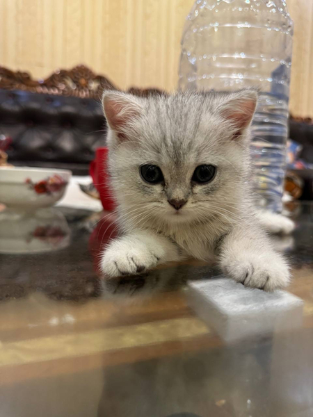 3 ta mujik shinshilachala sotuvda