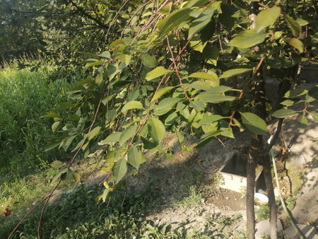Yer uchastkasi sotiladi zudlik blan 6 sotih hama sharoit mavjud