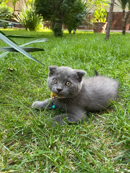 Вислоухый котёнок 3 месяцный