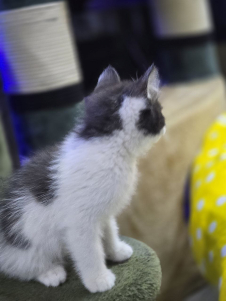 Вислоухие котята