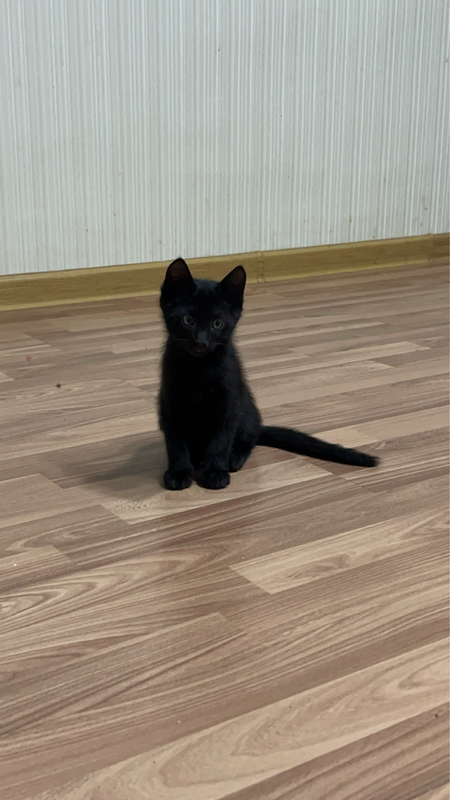 Продается котенок