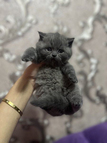 Британский мушукча сотилади