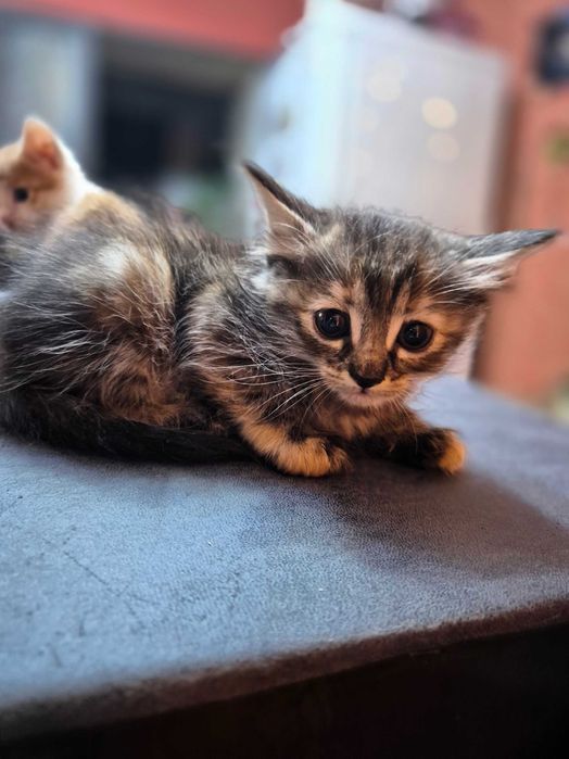Отдам котят даром