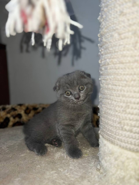 Продается котенок скоттиш фолд