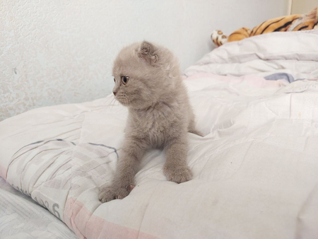 Продам лилового скоттиш фолда мальчика
