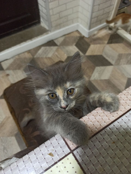 Отдам котенка в добрые руки
