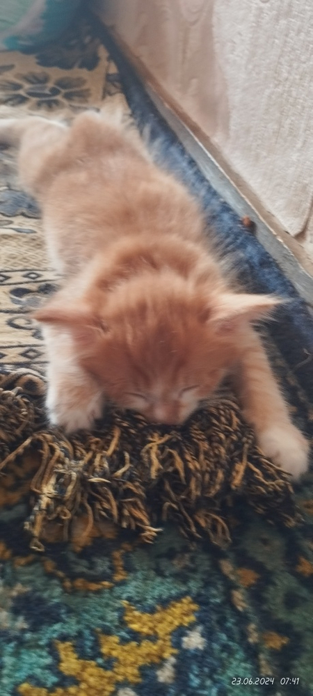 Отдаем котенка в хорошие руки.