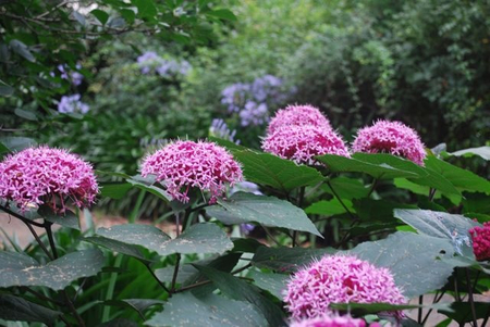 Клеродендрон бунге