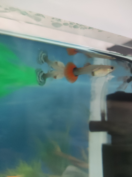Ternitsa glo fish guppi