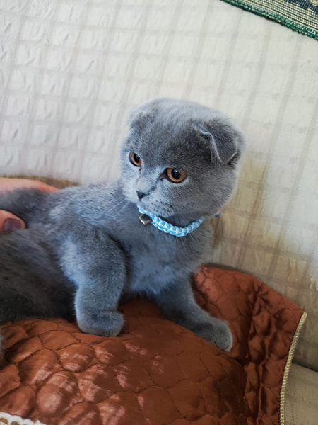 Скоттш фолд киз бола 5ойлик