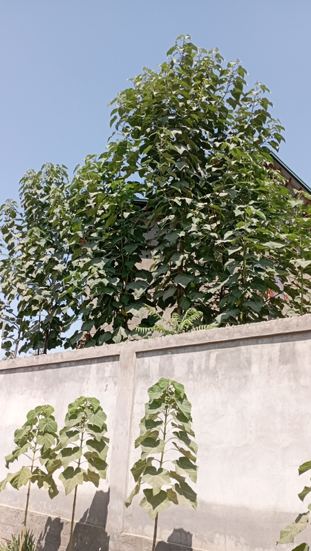 Павловния кучатларини сотаман
