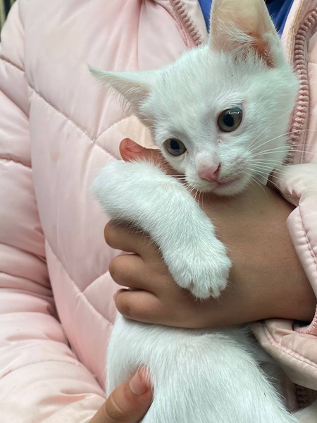 Турецкий angora mushugi sotiladi
