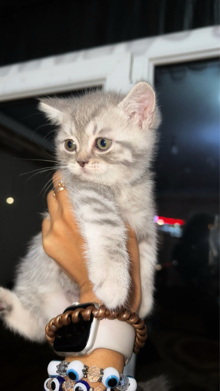 Продаются котята скотиш фолд (чистокровные) мушуклар сотилади фолд