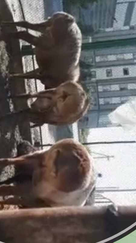 куйлар сотилади.