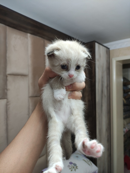 Скоттиш фолд/ сиамские котята