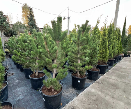 Qora qarag\\\'ay oregon green l Сосна чёрная орегон грин
