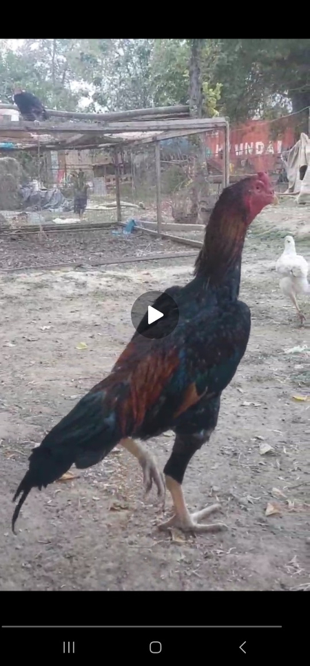 Dakan jo‘ja sotiladi