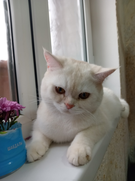 Срочни сотилади скотиш страй