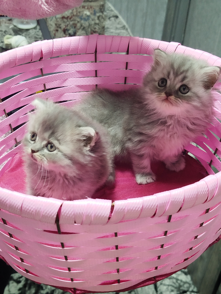 Шотландские котята