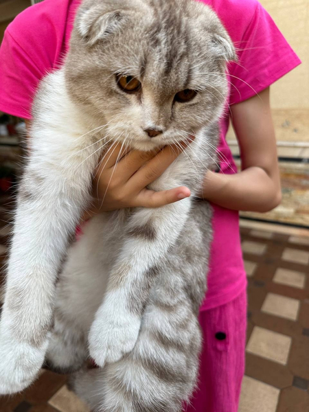 Scottish fold otasi: Scotish Strayt